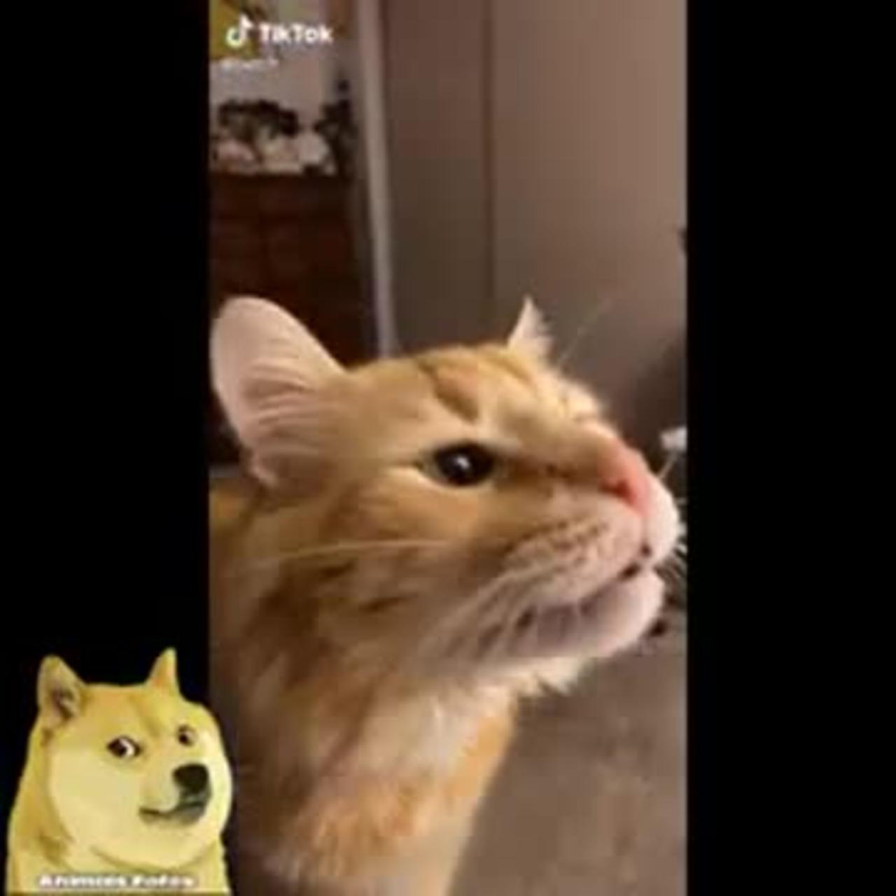 CATS ARE THE MOST FUNNIEST ANIMALS KKKK TRY NOT - One News Page VIDEO