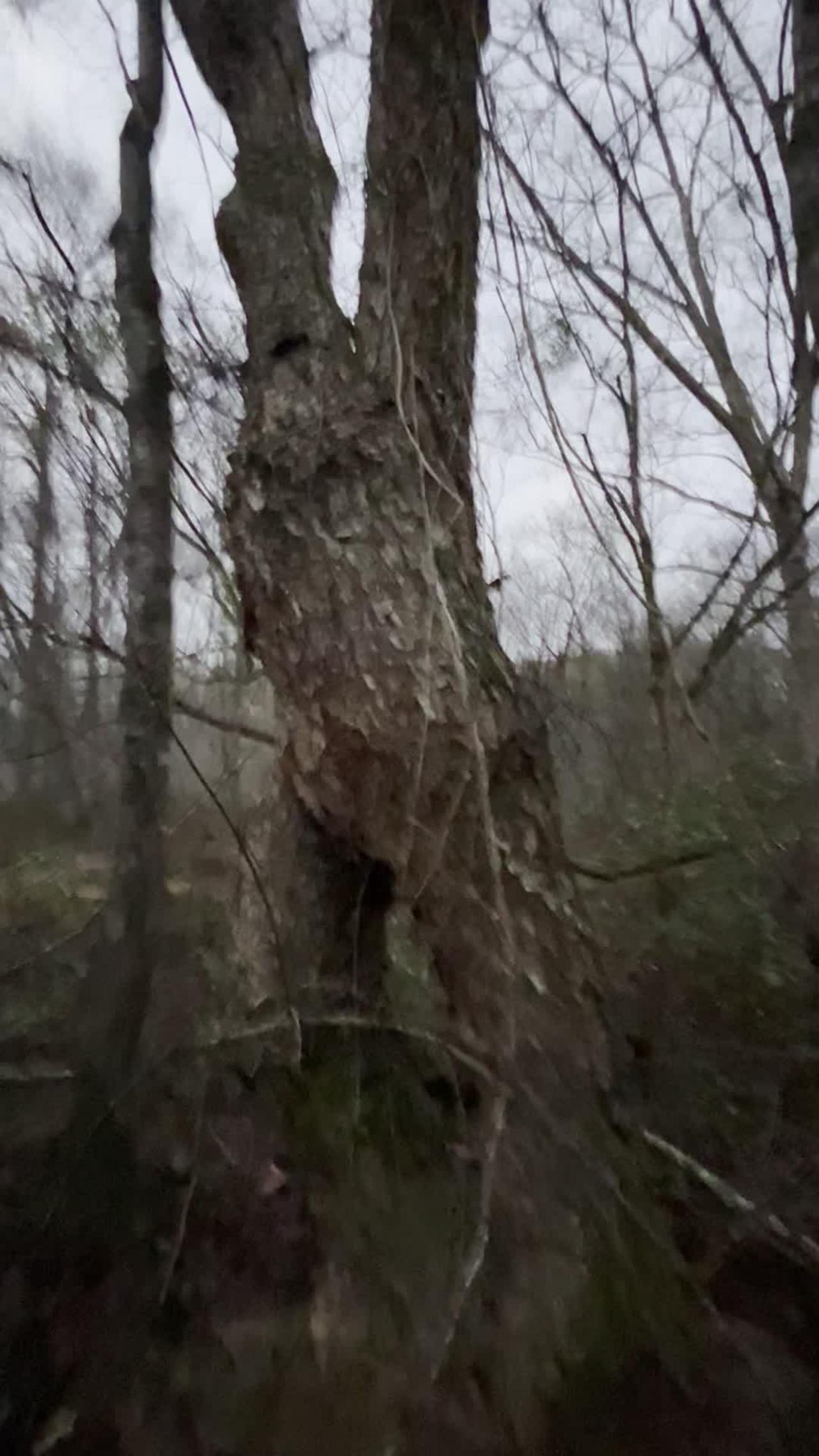 Mabila marker trees - One News Page VIDEO