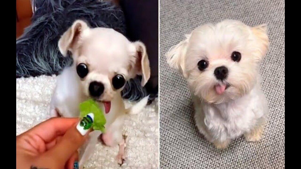 Funny dogs compilation | You laugh with it! - One News Page VIDEO