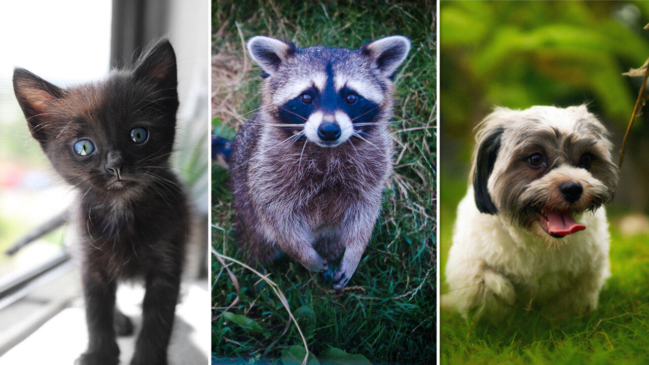 Cute baby animals Videos Compilation cute moment - One News Page VIDEO