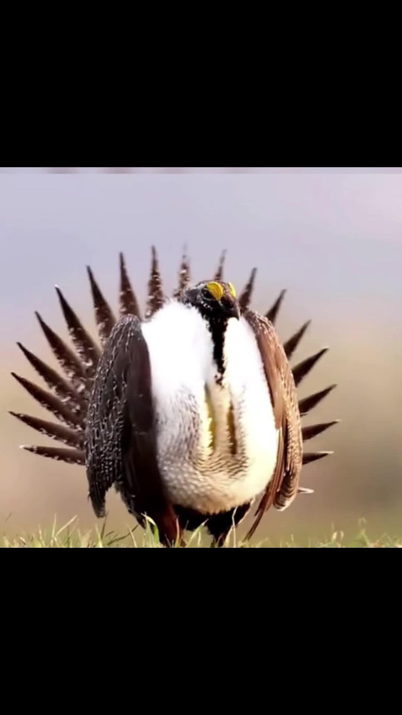 This bird has a cold cough that makes people shy - One News Page VIDEO