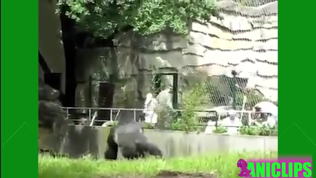 The Funniest and Most Humorous Animals Videos - One News Page VIDEO