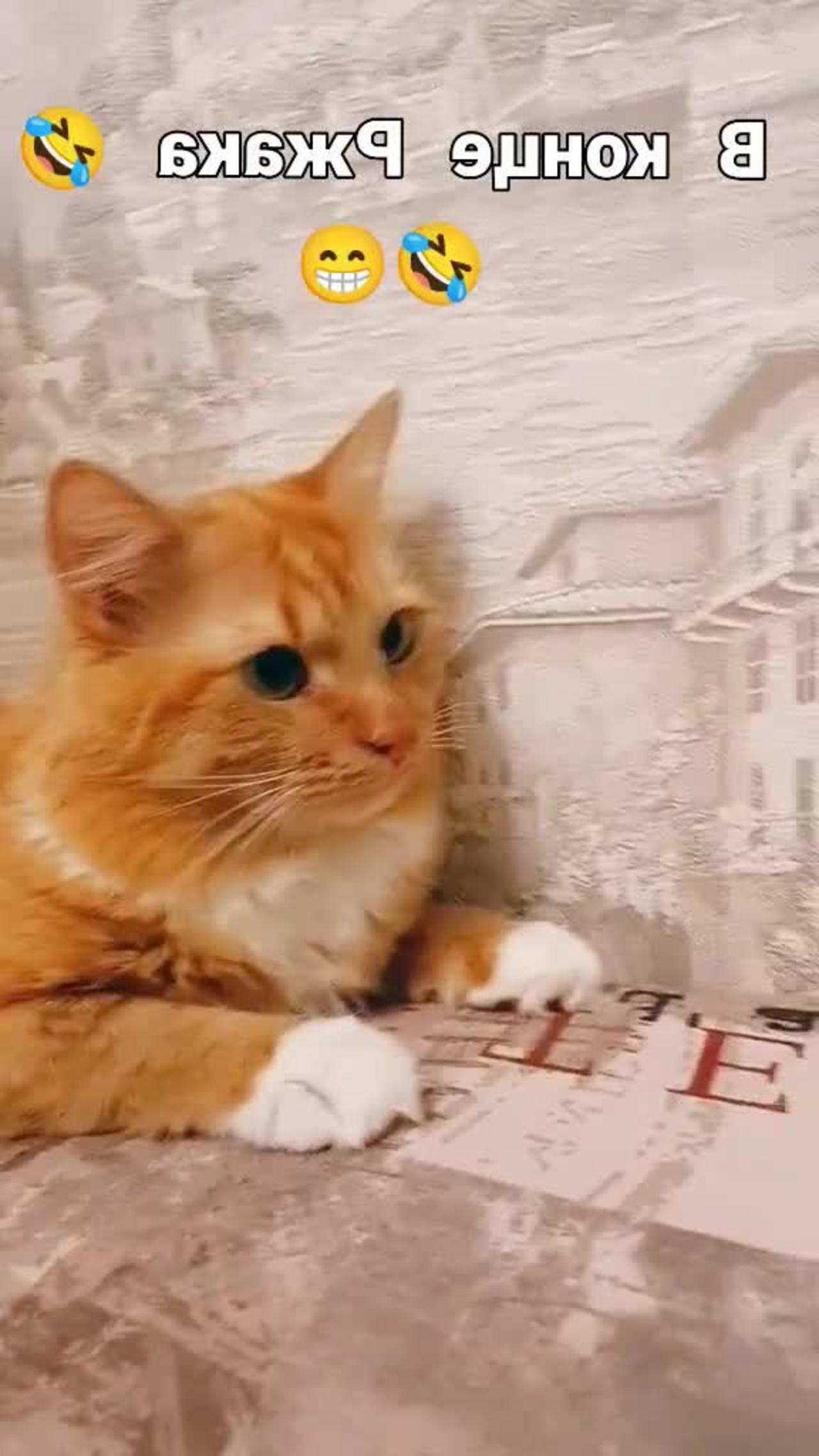 The Internet's Funniest Cat Video is Here - One News Page VIDEO