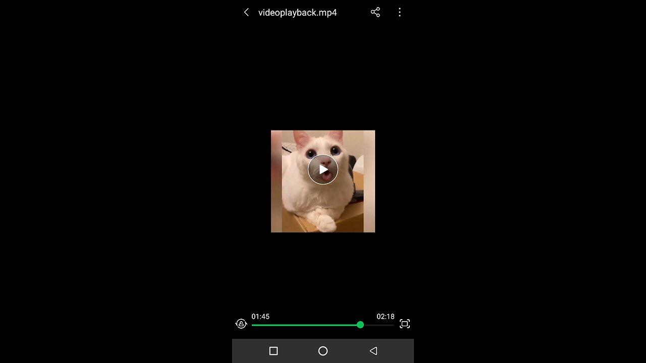 Funny cats and Dogs compilation - One News Page VIDEO