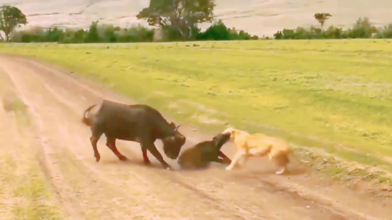 Buffalo vs lion, buffalo attack, wild animal, - One News Page VIDEO