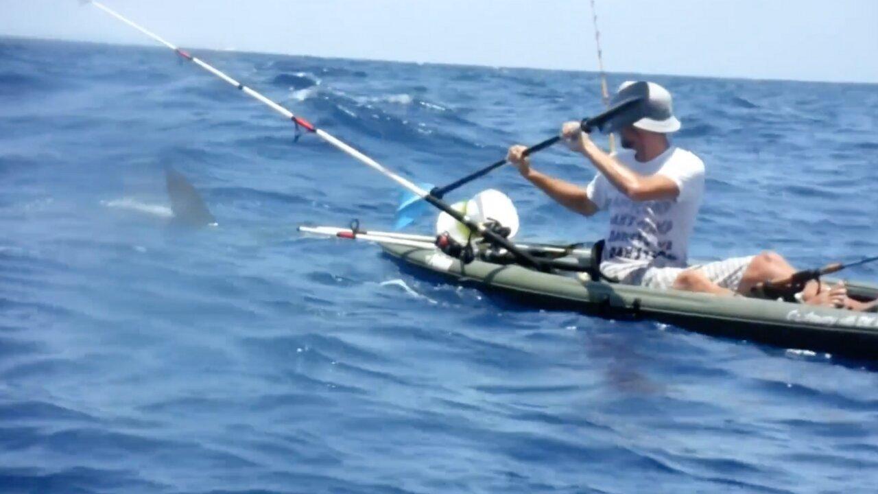 Hammerhead Shark Attacks Kayak Fishermen at - One News Page VIDEO