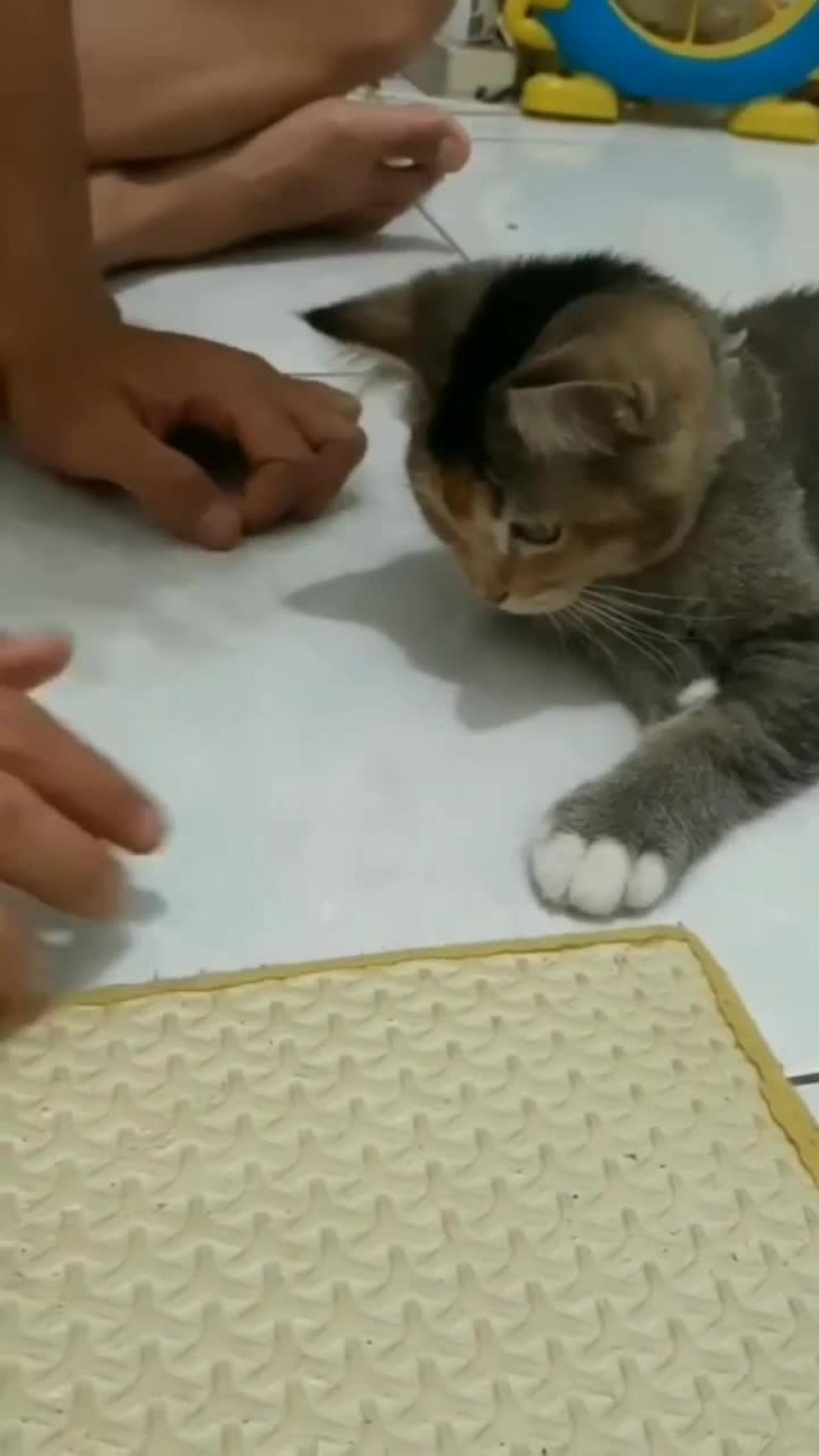 Funny Cat Do Magic Trick - One News Page VIDEO