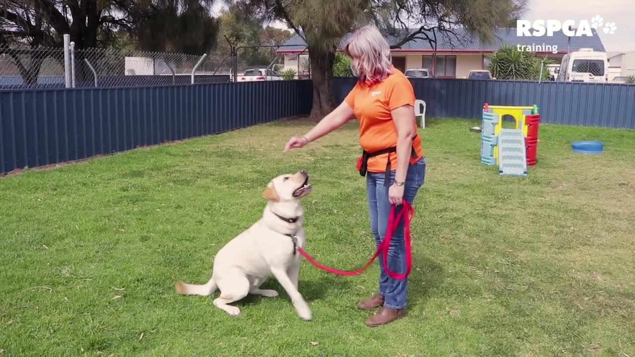 FREE DOG TRAINING SERIES – Lesson 1- how to - One News Page VIDEO
