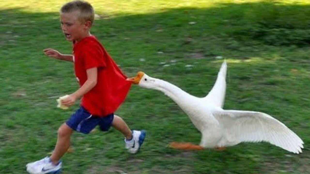 MOST FUNNIEST ANIMALS FAIL! - Try not to laugh - One News Page VIDEO