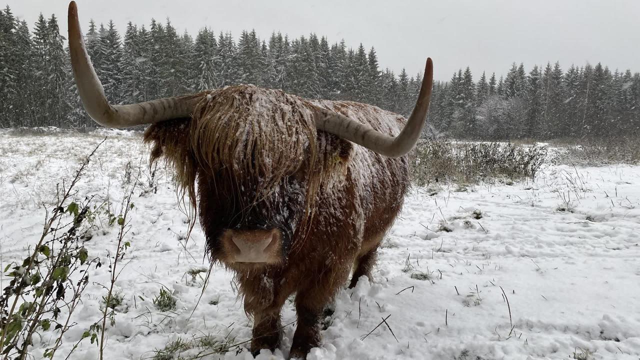 Highland Cattle cows and first snowfall 20th of - One News Page VIDEO