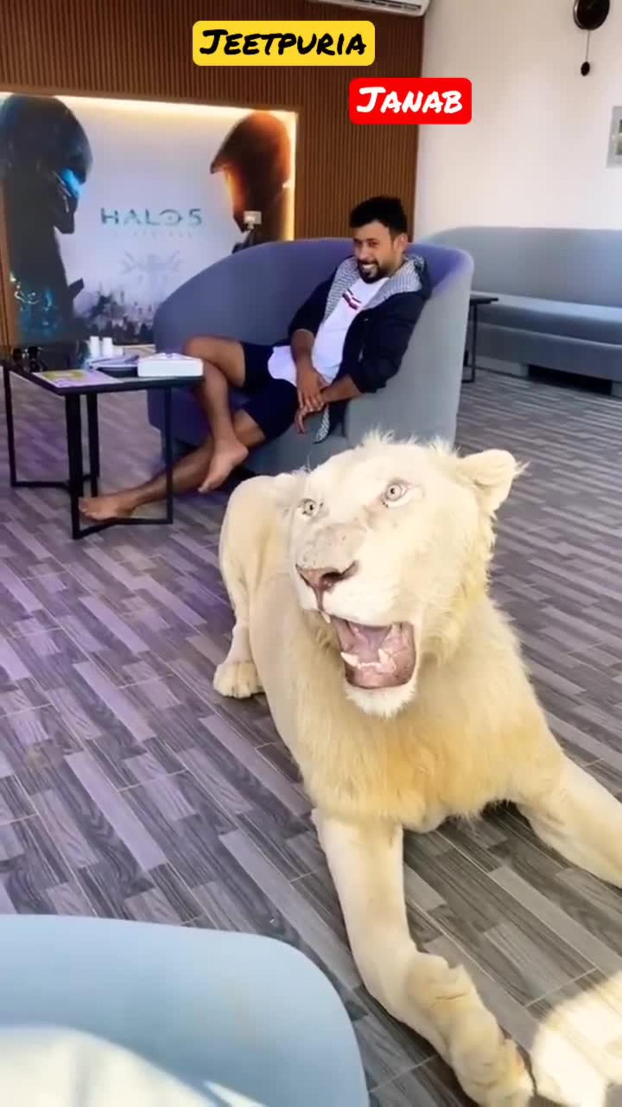 Lion 🦁 king 👑 Jungle Raja Sher Life Style - One News Page VIDEO