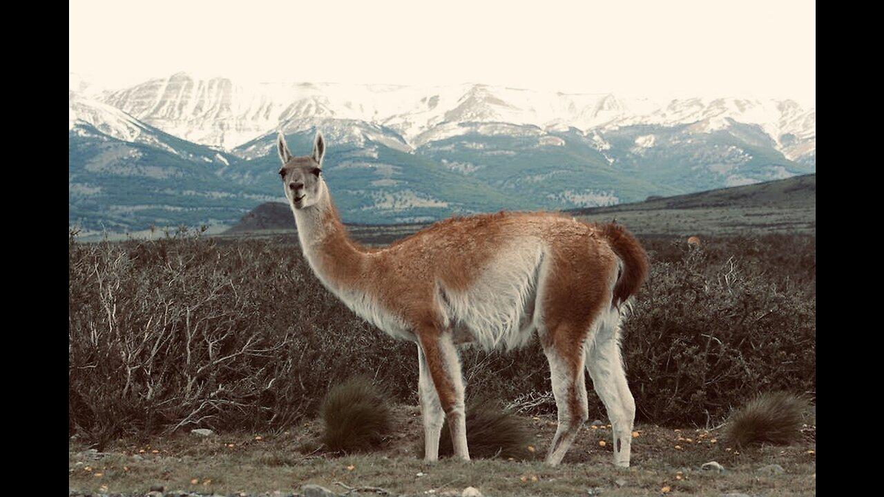 5 Fun Facts About The Guanaco - One News Page VIDEO