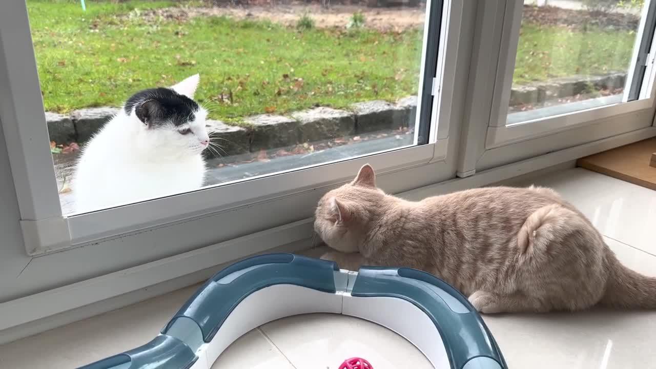 Cat Fight Through The Window - CatsMedia #28.mp4 - One News Page VIDEO
