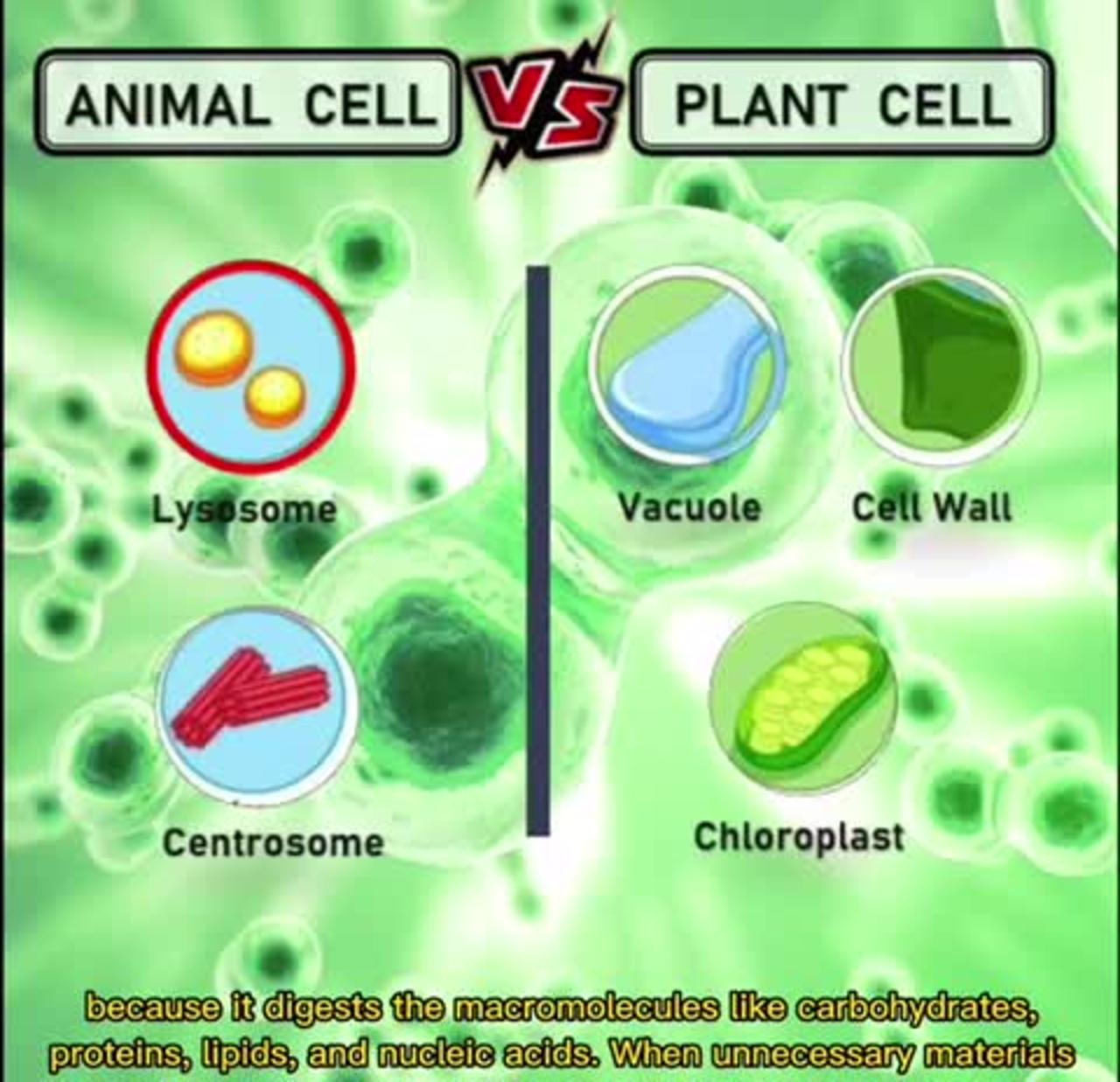 Animal Cell vs Plant Cell - Basic and Common - One News Page VIDEO