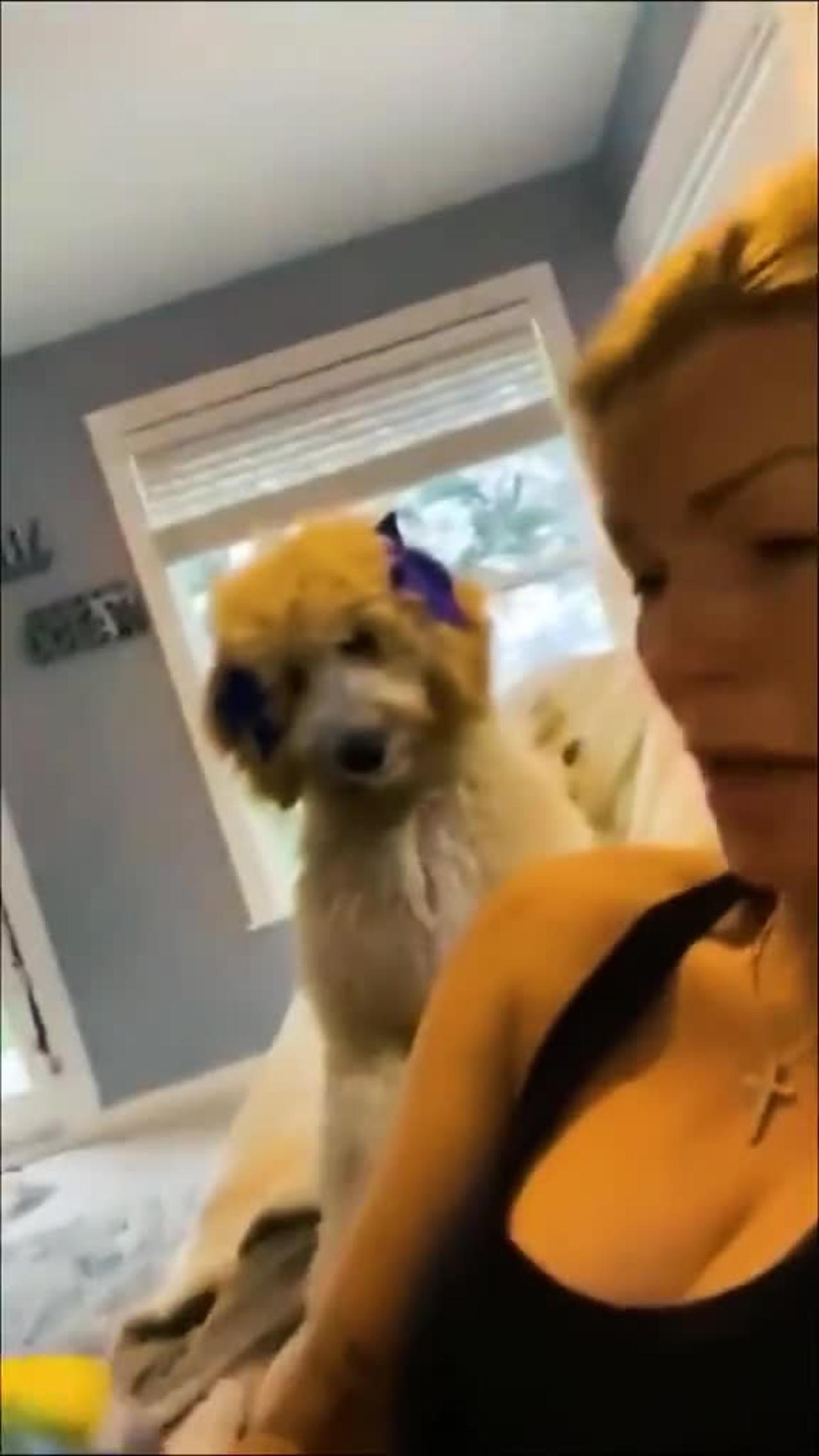 Funniest Cat And Dogs ?? Funny Animal Videos#21 - One News Page VIDEO