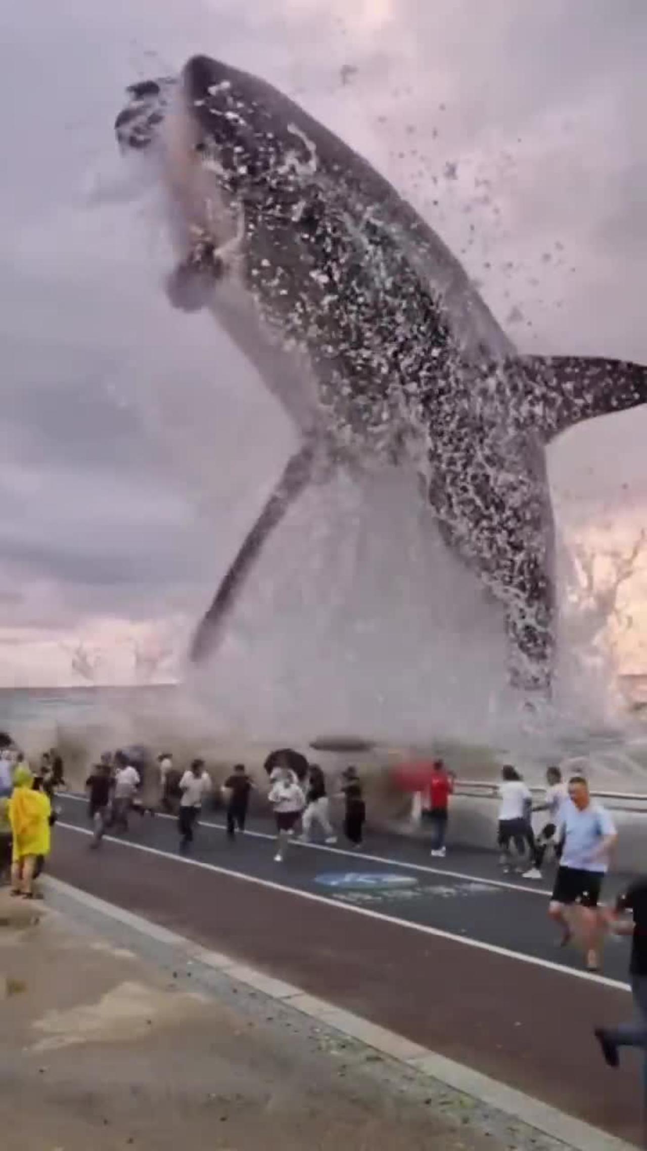 shark jump out of water - One News Page VIDEO