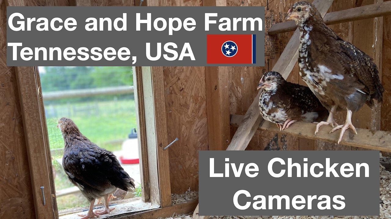 Live Chicken Cameras from Grace and Hope Farm in - One News Page VIDEO