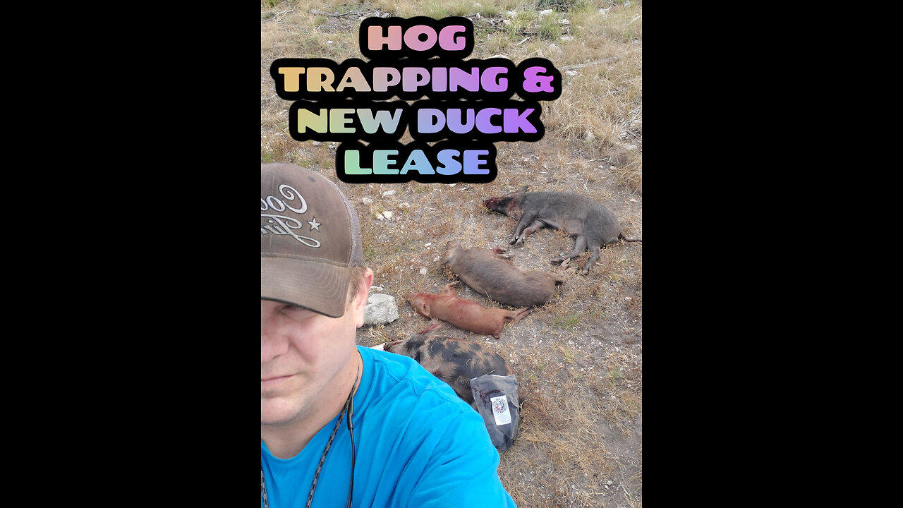 Hog Trapping and New Duck Lease Black Lab - One News Page VIDEO