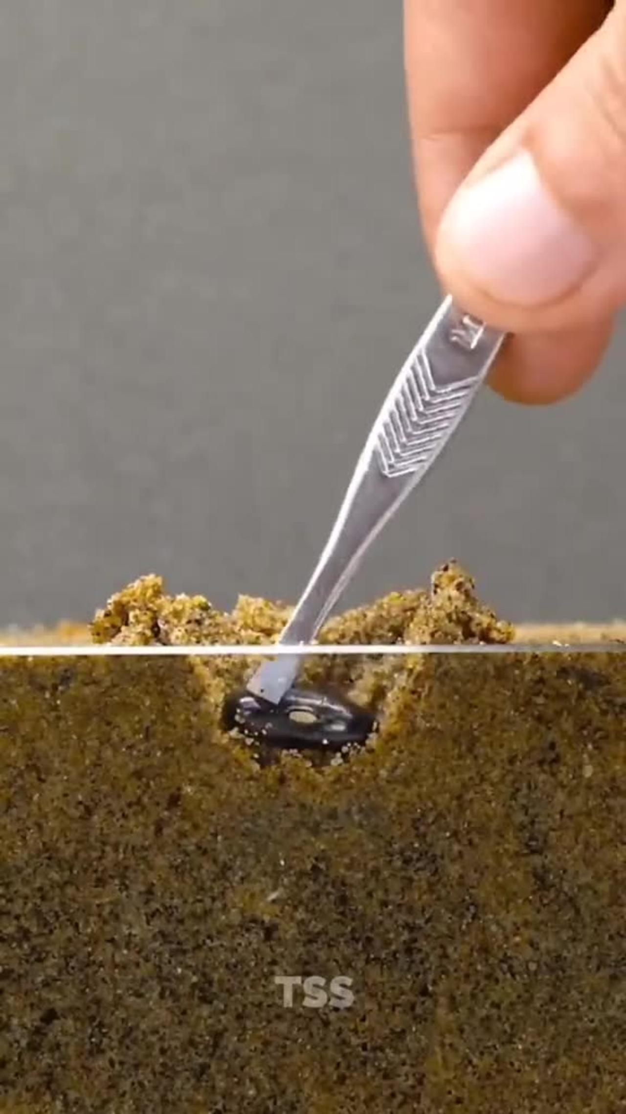 Grow Turtle Bean Plant at Home - One News Page VIDEO