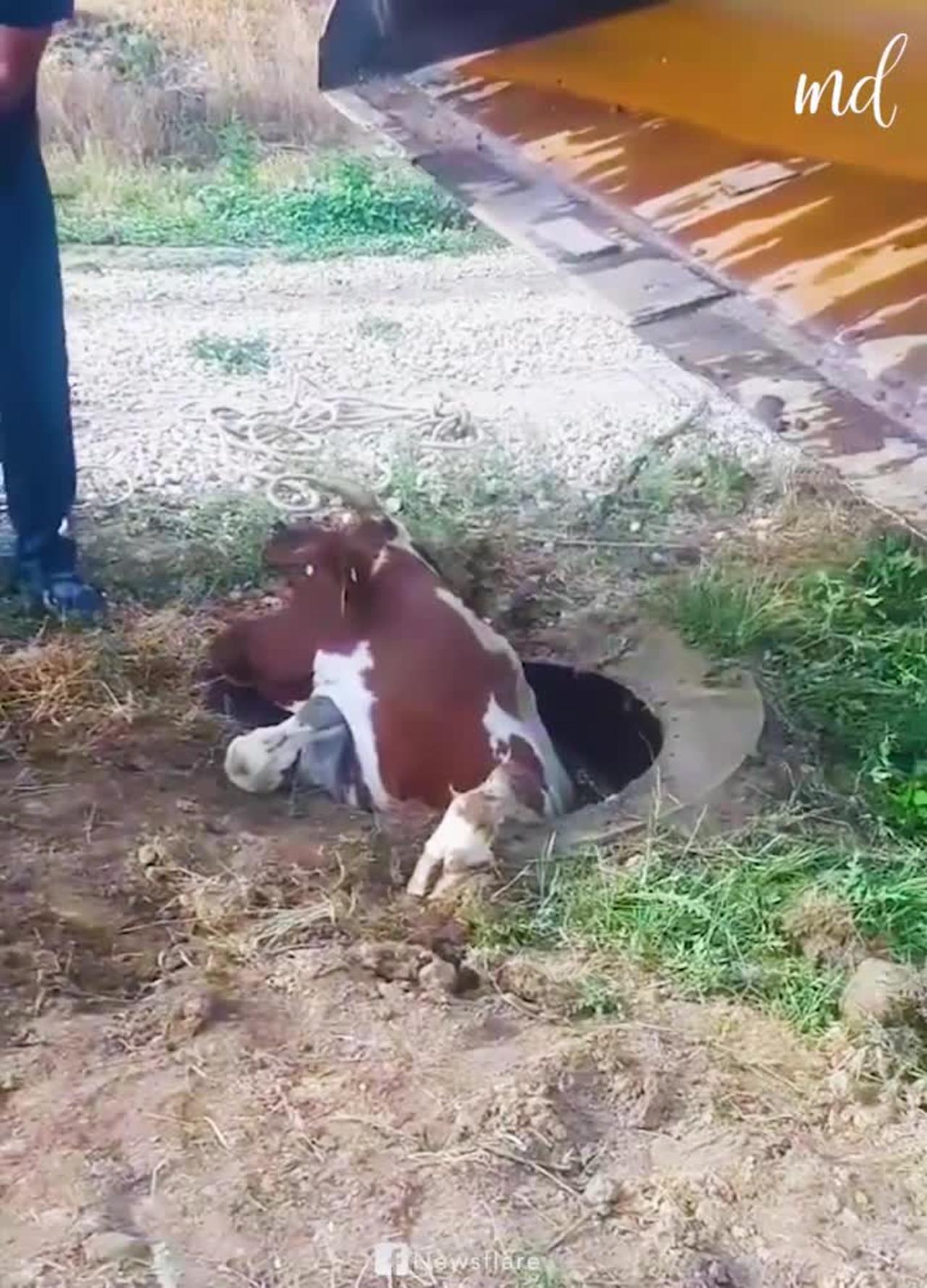 Cow fallen into sewer manhole and people rescued - One News Page VIDEO