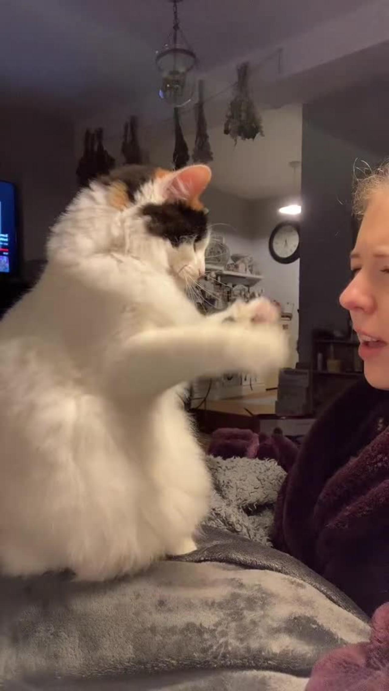 Angry Cat Shows Off Her Kung Fu Skills - One News Page VIDEO