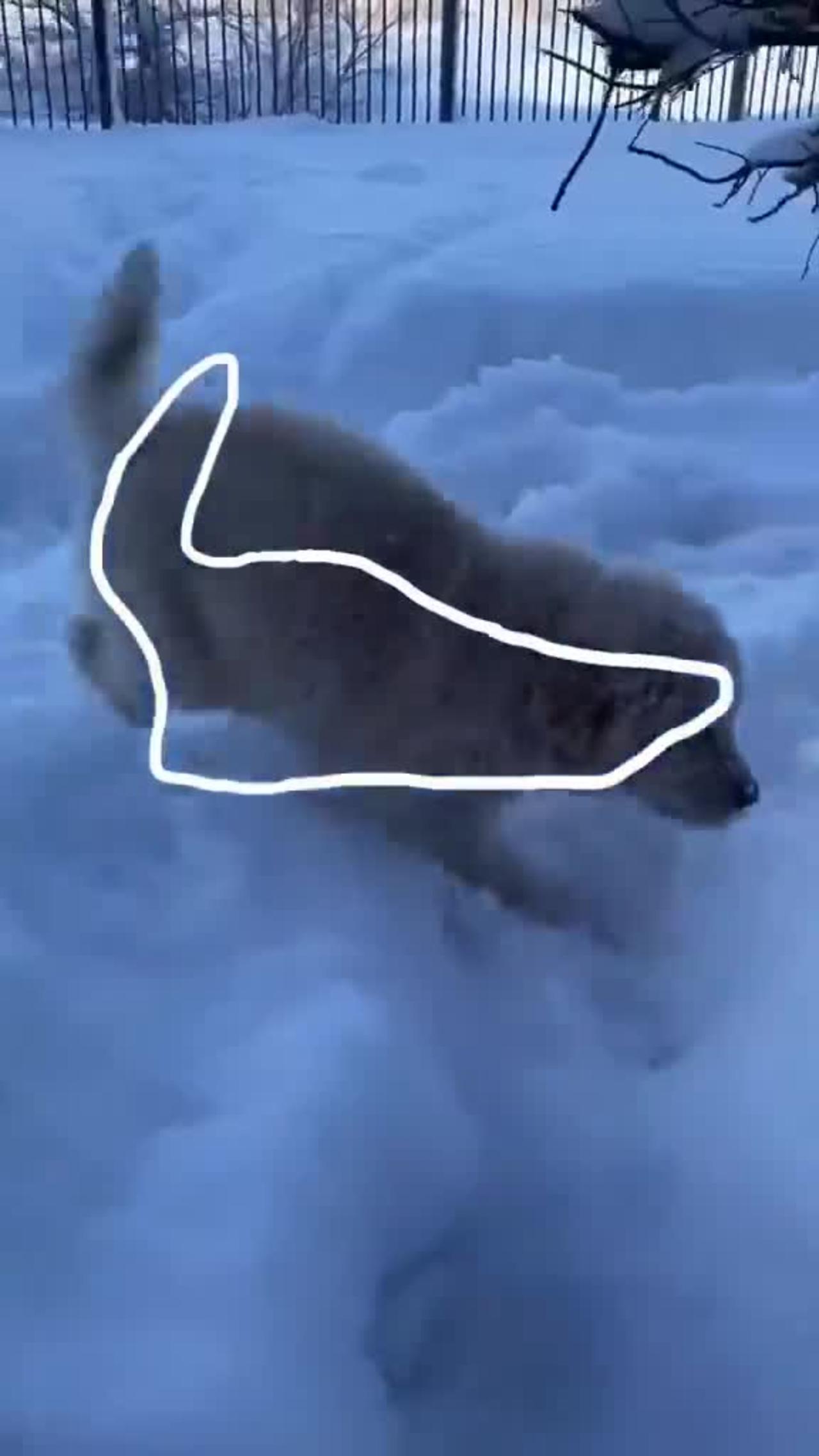Cute And Funny Pet Videos Compilation One News Page VIDEO cute-and-funny-pet-videos-compilation-one-news-page-video