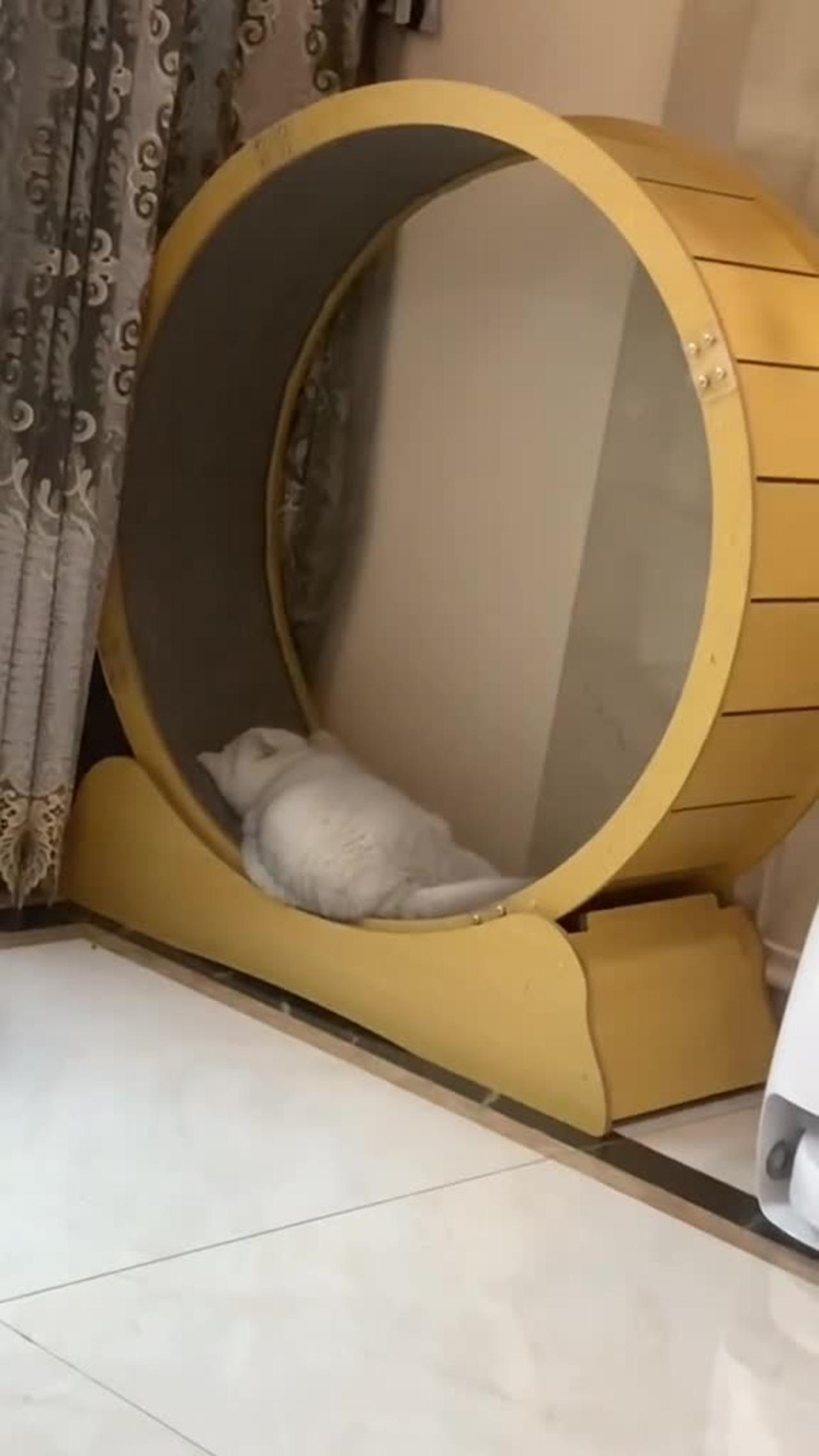 Silver gradient Kitty Cats - One News Page VIDEO