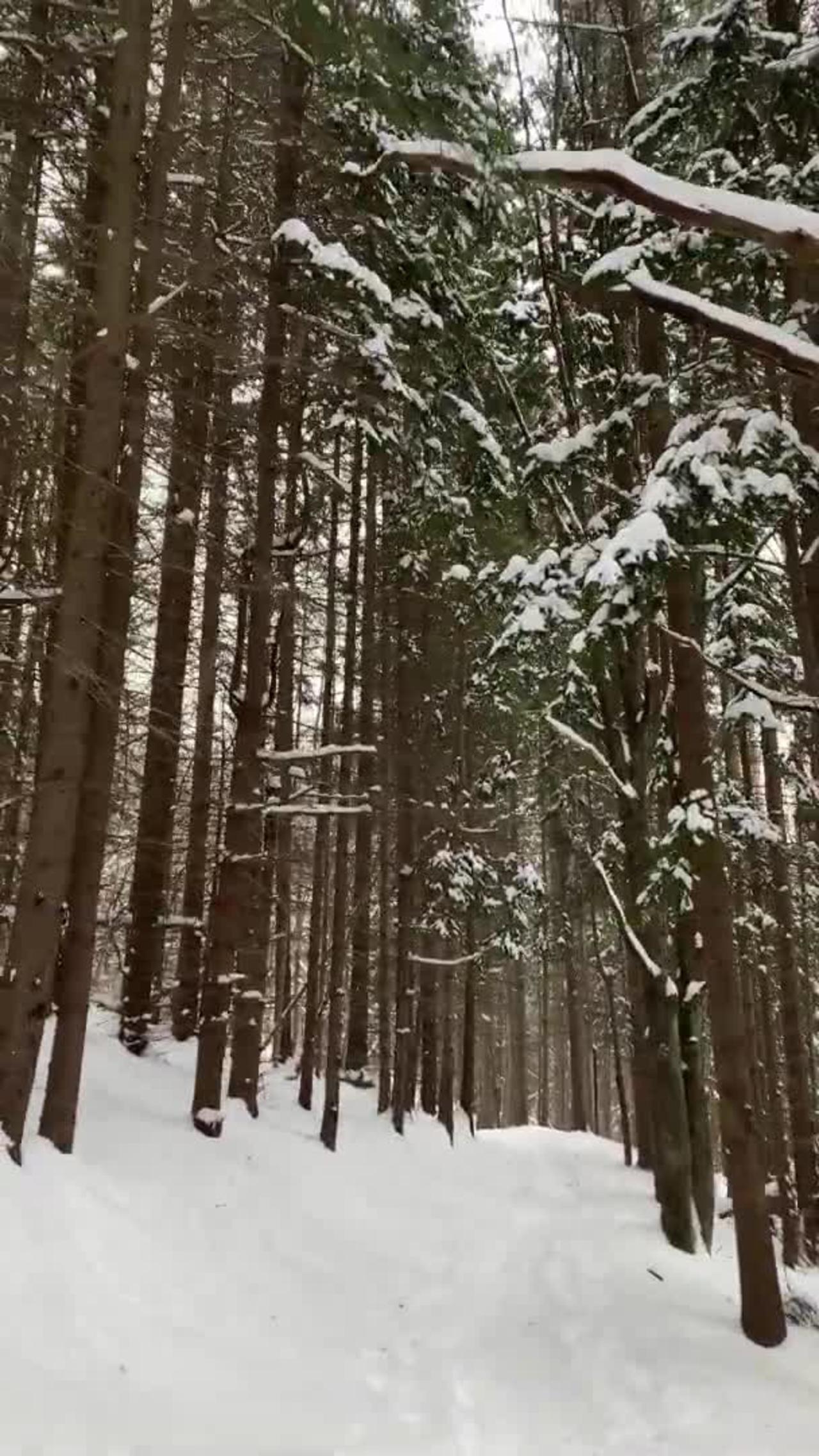 Beautiful Winter Forest Crunchy Snow Walk ASMR - One News Page VIDEO