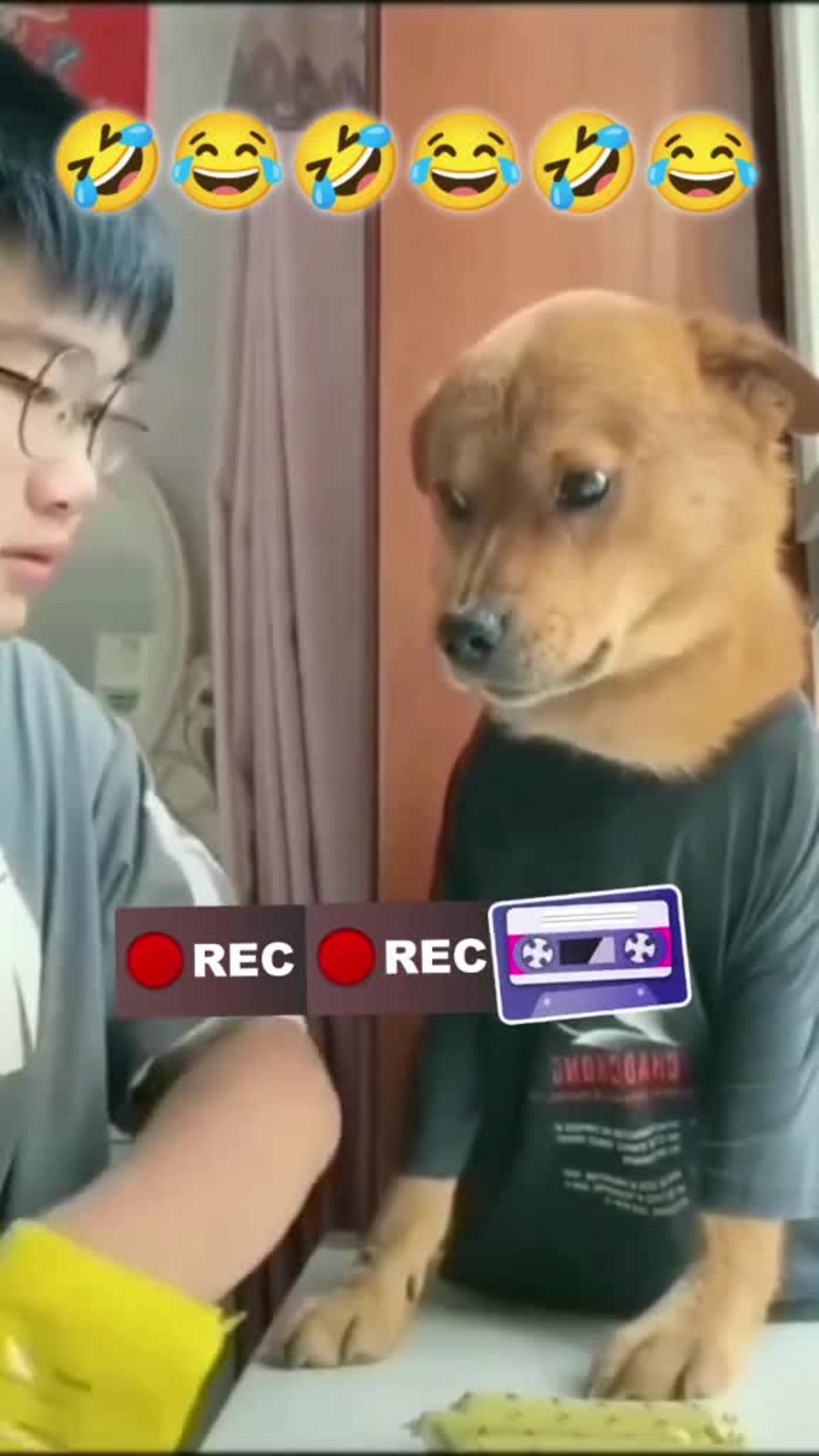The dog, Best Funny video Ha Ha 🤣🤣🤣 - One News Page VIDEO