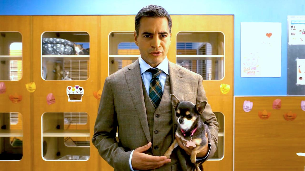 The Scene Stealing Dog Betty on ABC's Crime - One News Page VIDEO