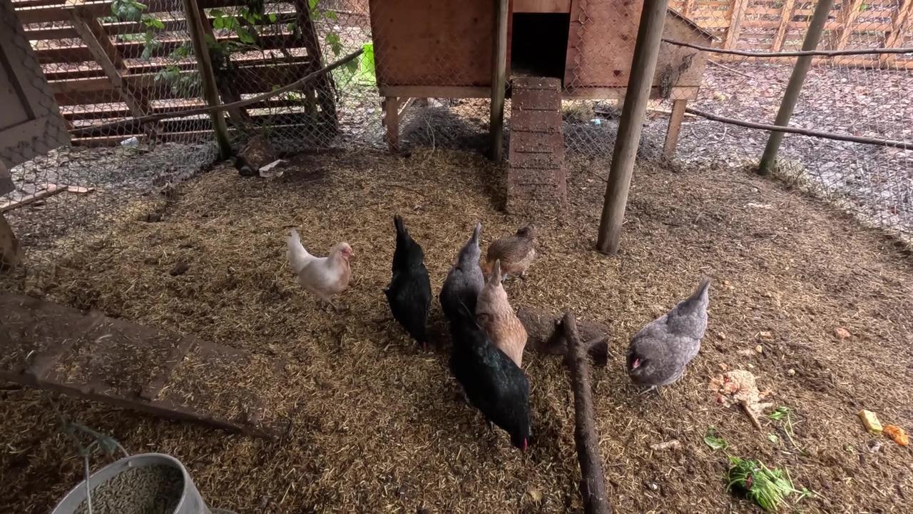 Introducing New Chickens To Our Backyard Flock - - One News Page VIDEO