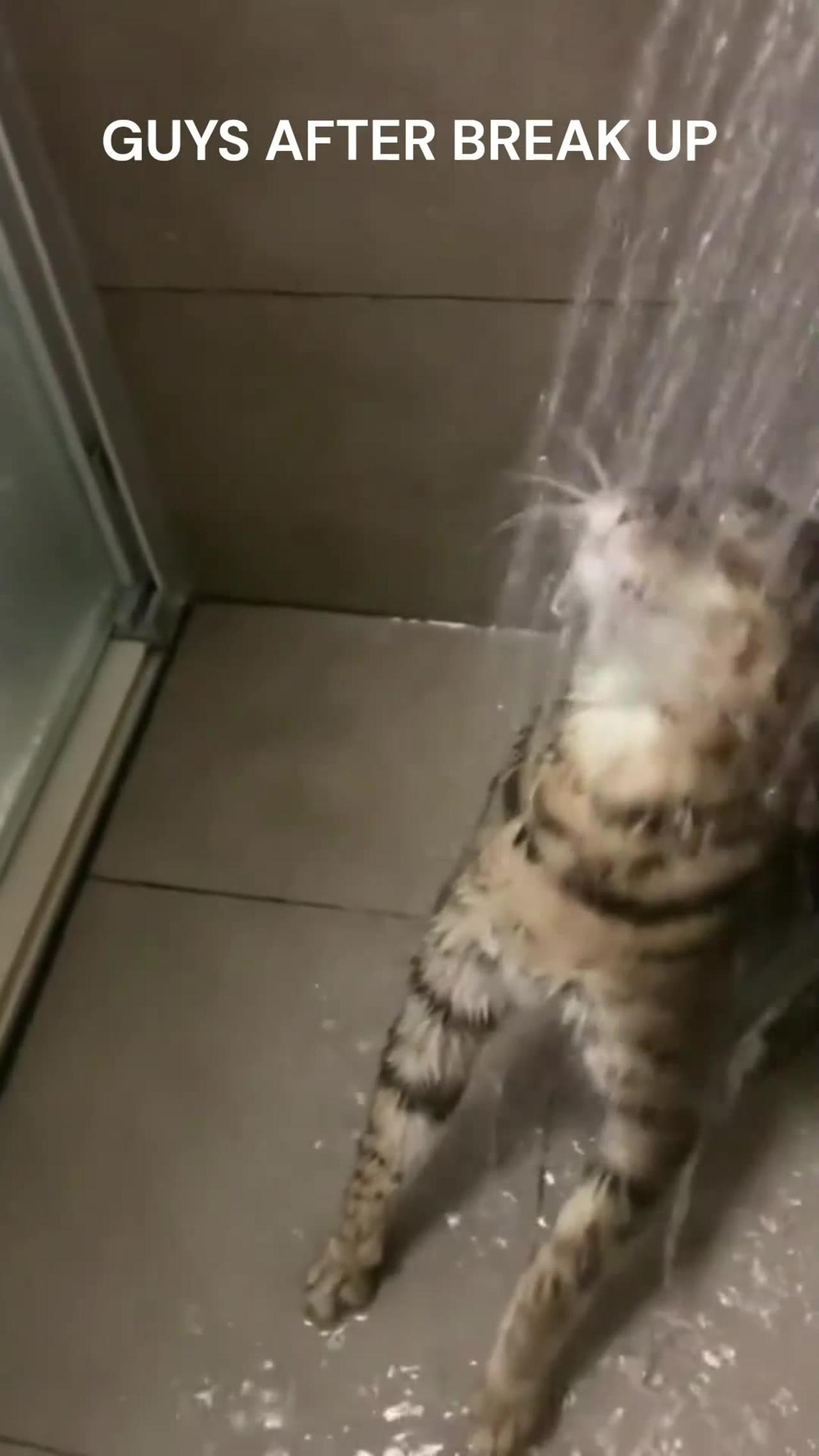 Guys After Break Up (Cats Version) - One News Page VIDEO