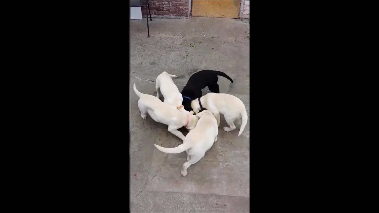 Funniest Cats And Dogs Video 2023, Funny Animal - One News Page VIDEO
