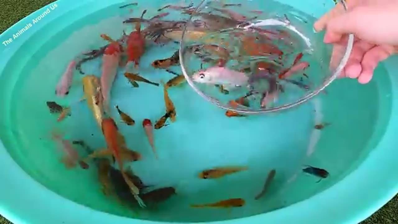 Dwarf Gourami Molly Carp Fish Guppy Pleco Koi - One News Page VIDEO