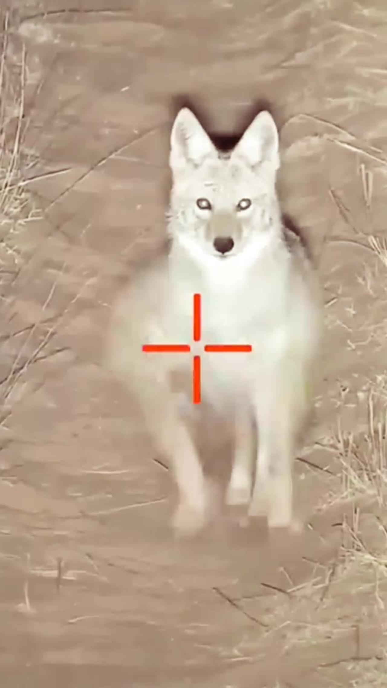 Boy cott animal Hunt II Wild animal hunting - One News Page VIDEO