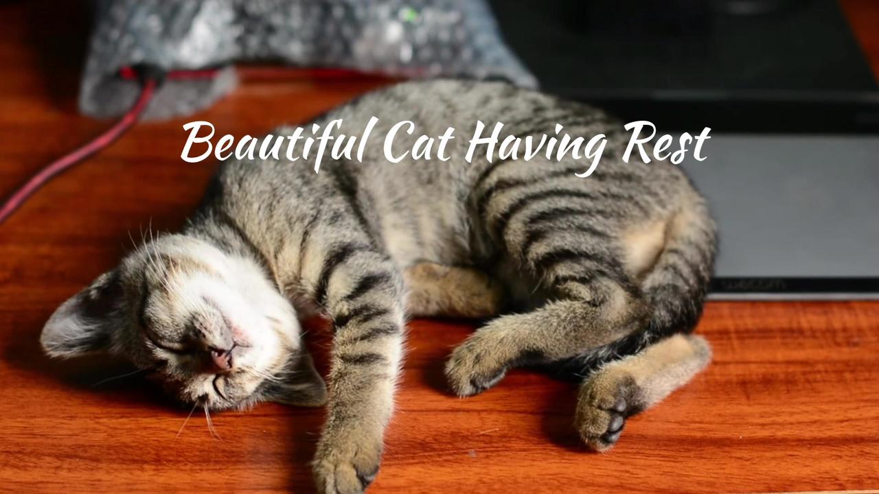 Beautiful cat having rest#funny cat having rest! - One News Page VIDEO