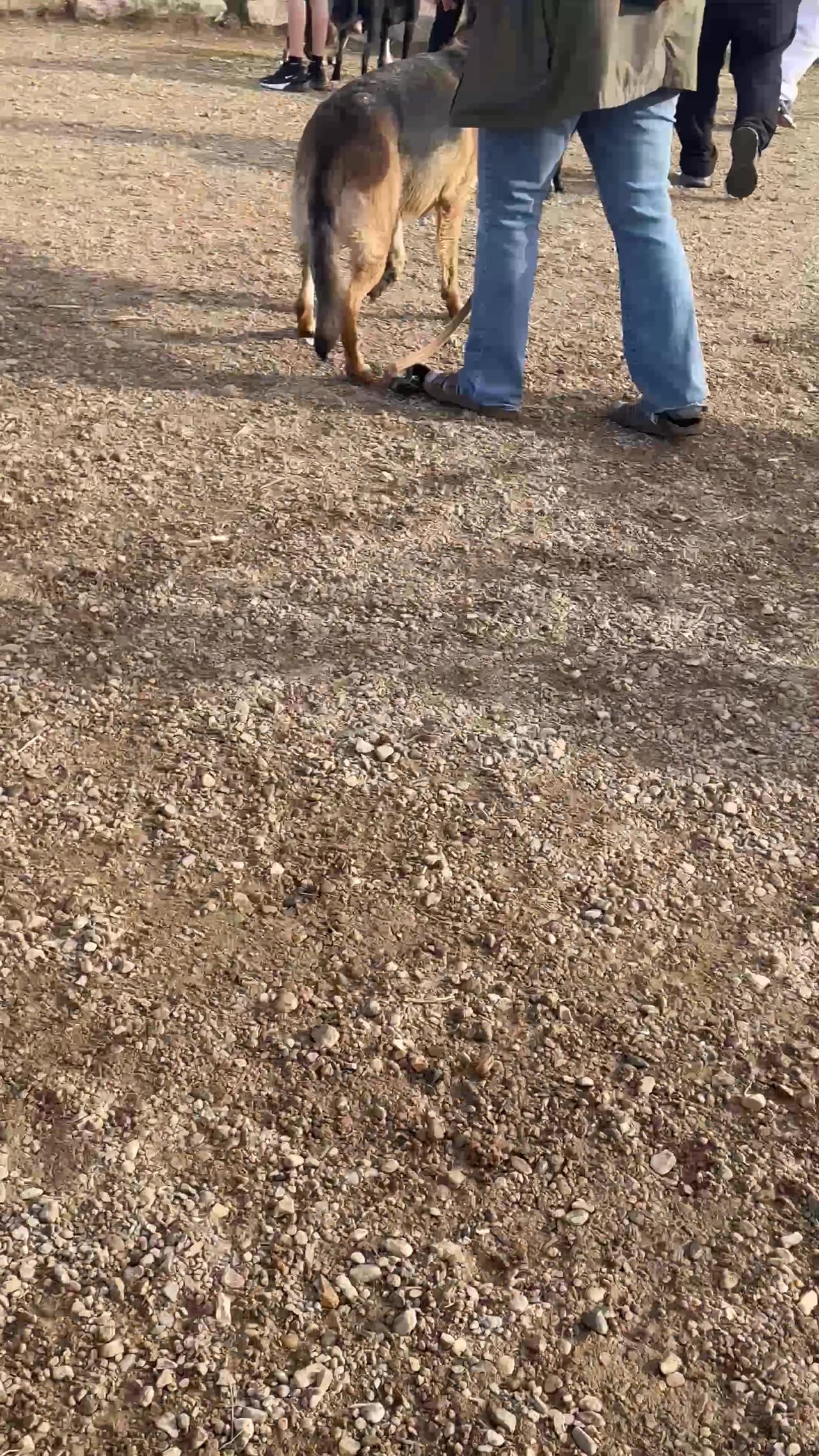 Man Saves Dog From Drowning in Frozen Lake - One News Page VIDEO