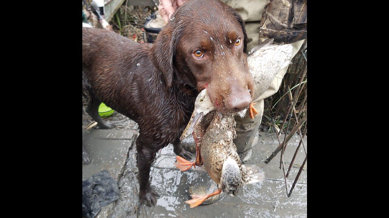 Ducks & Geese Falling From Sky/Dog Retrieves - One News Page VIDEO