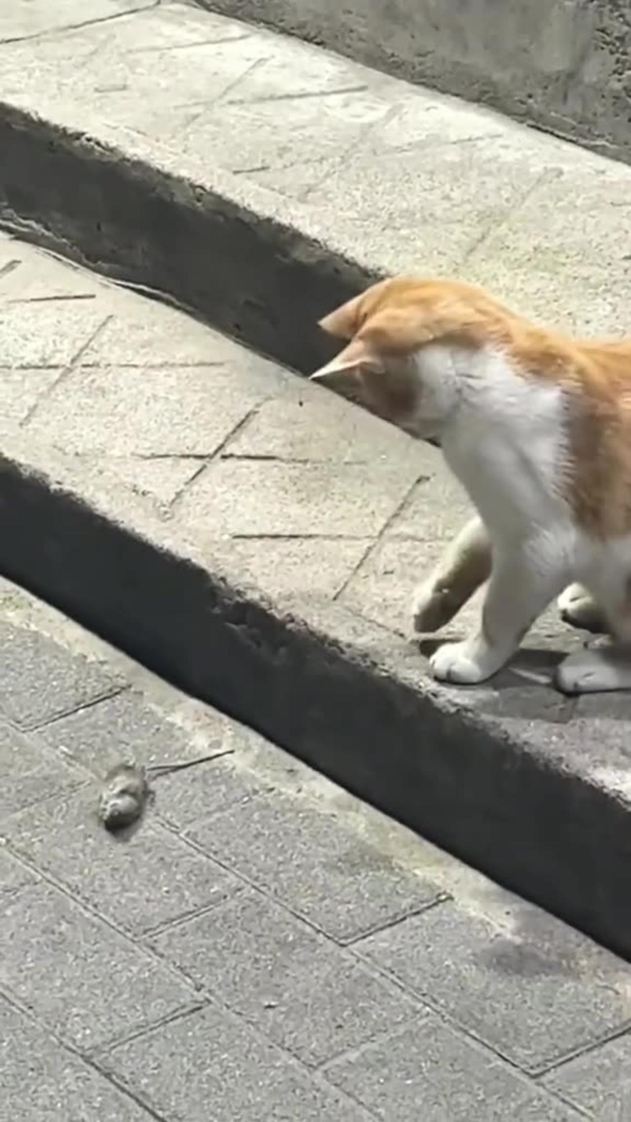 Tom and Jerry in real life - One News Page VIDEO