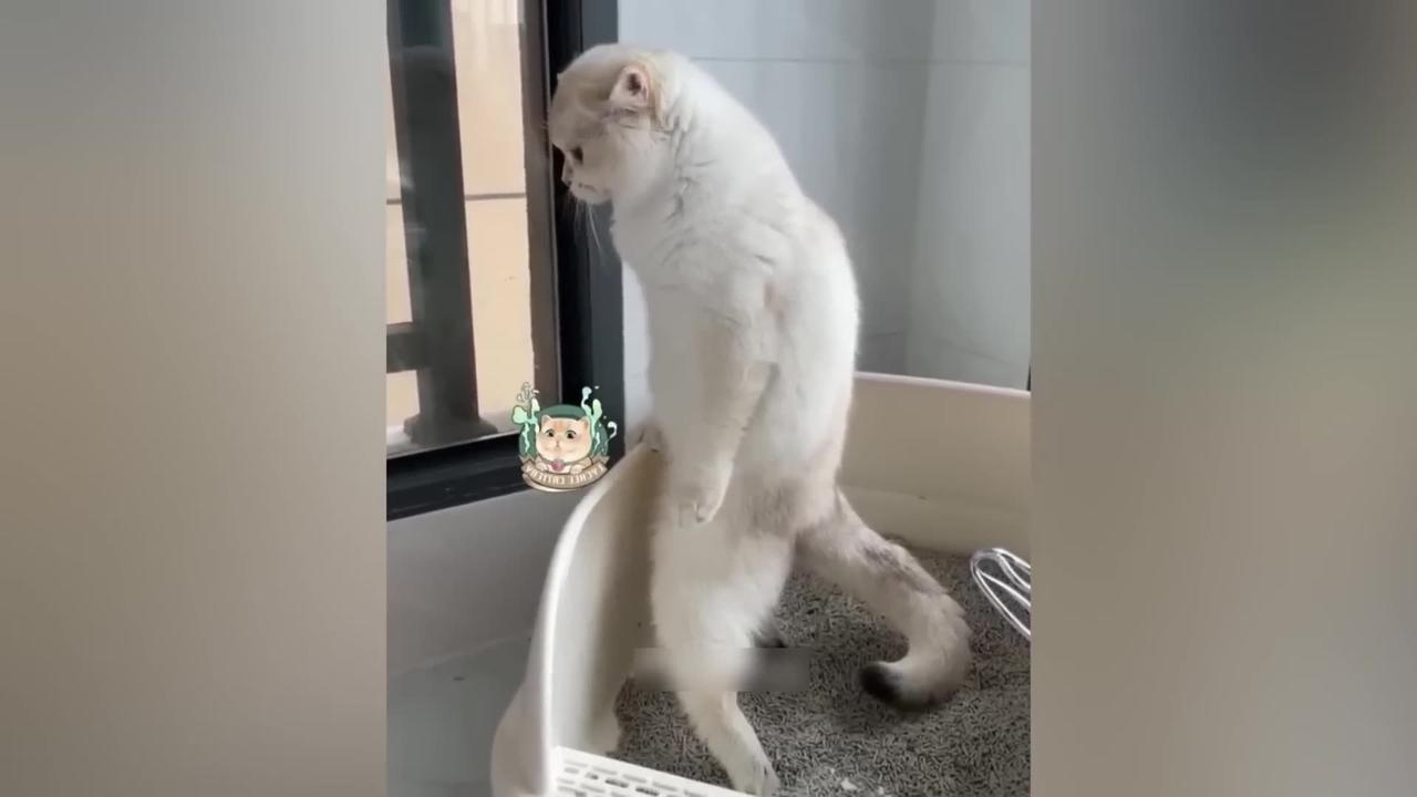 Funniest Animals 2023 Cats and Dogs - One News Page VIDEO