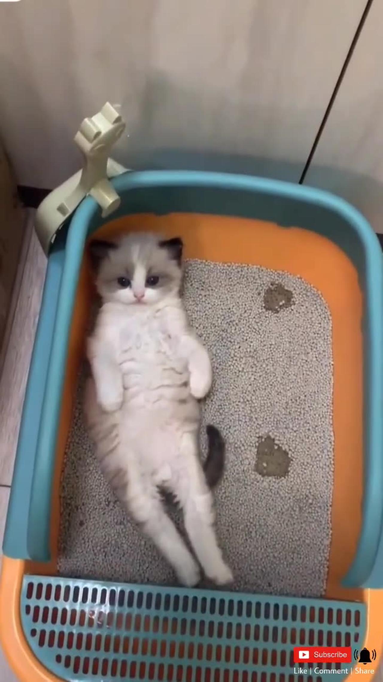 Funny Cats - One News Page VIDEO