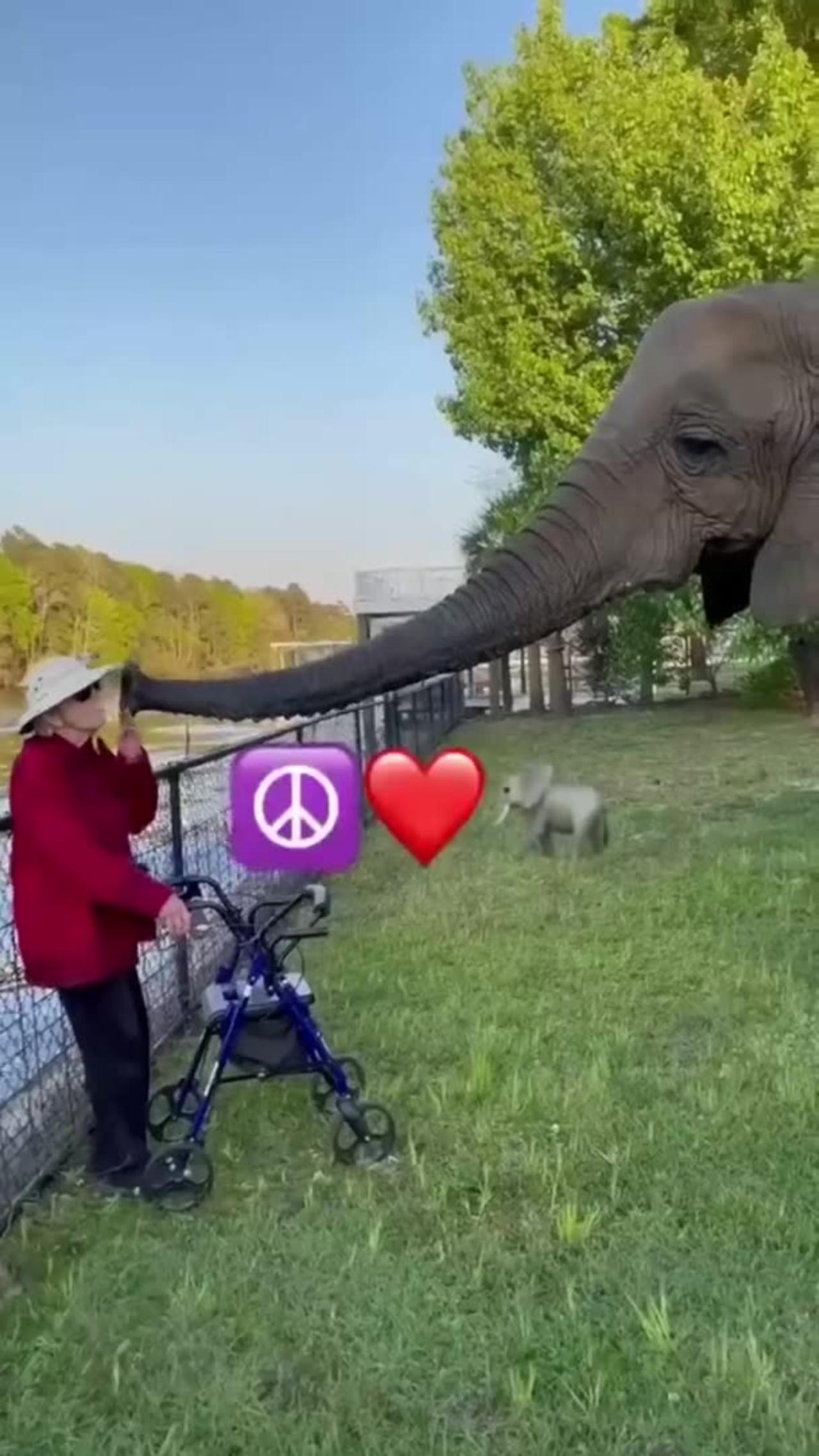 funniest animal video ever! - One News Page VIDEO