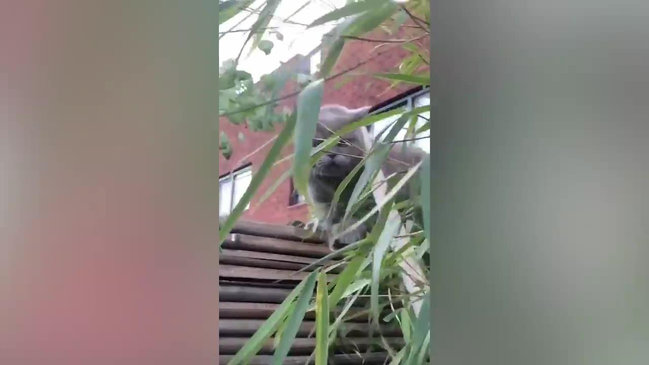 Funny Animals That Will Make You Laugh!!! - One News Page VIDEO