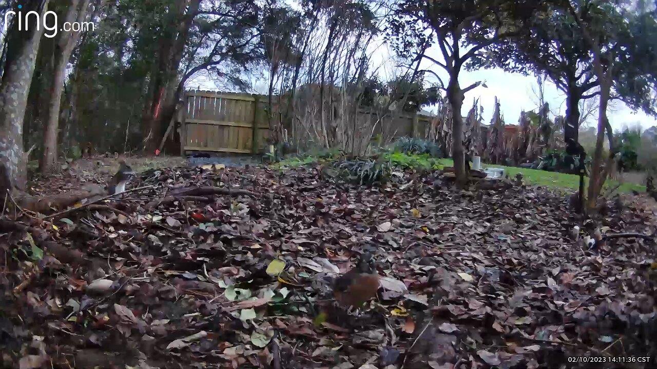 Angry Birds vs squirrels at the MFD zoo - One News Page VIDEO
