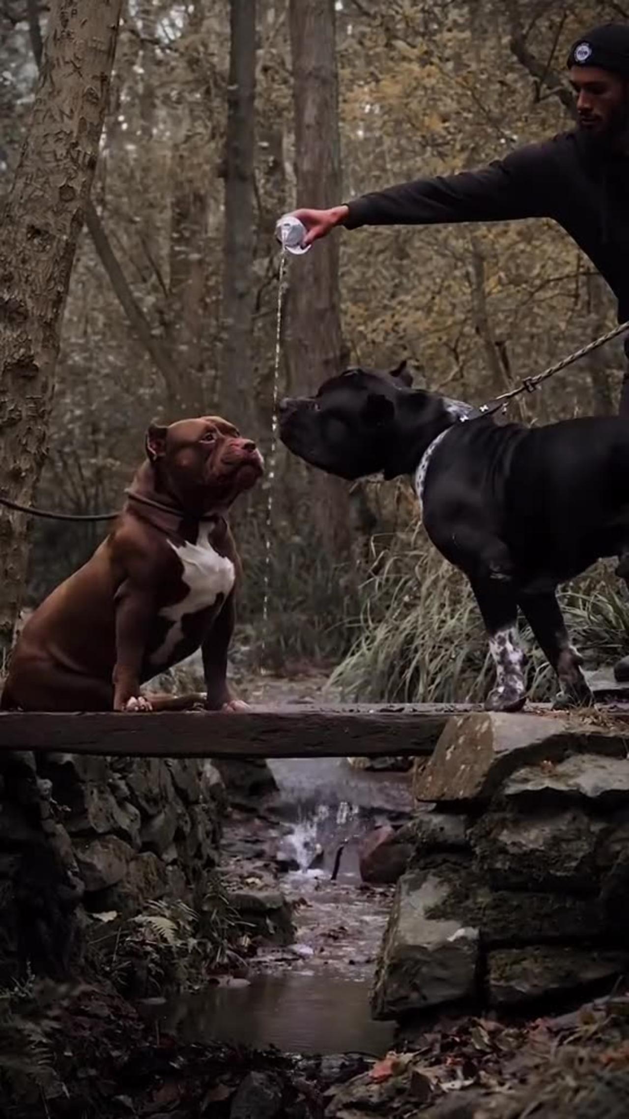 Danger Dog Clip | Must Watch | Like And - One News Page VIDEO