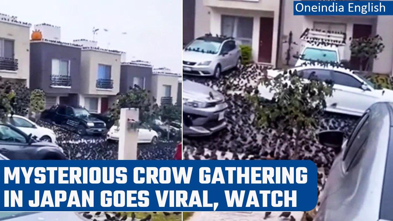 Japan: Netizens claim thousands of crows - One News Page VIDEO