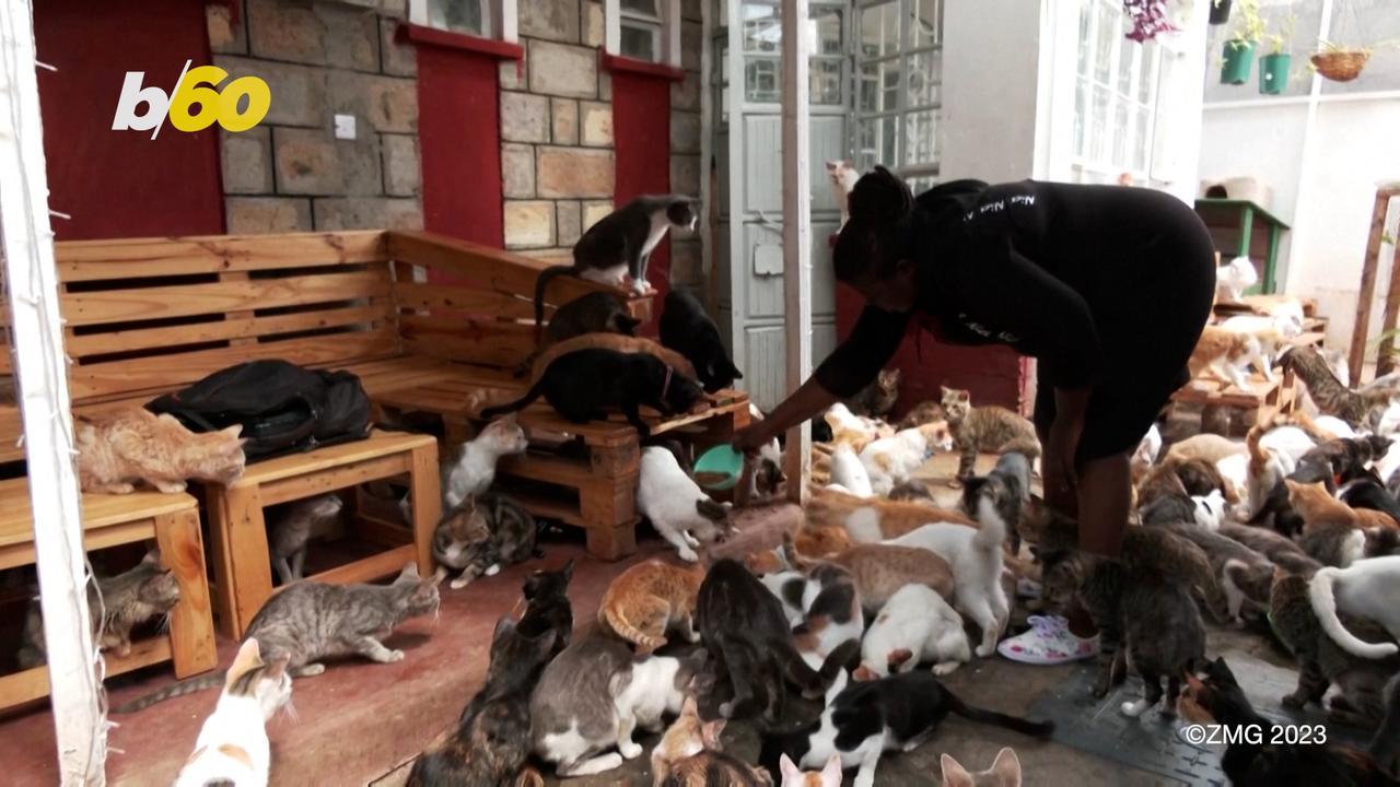 ‘Cat Woman’ Gives Hope to Over 600 Cats! - One News Page VIDEO