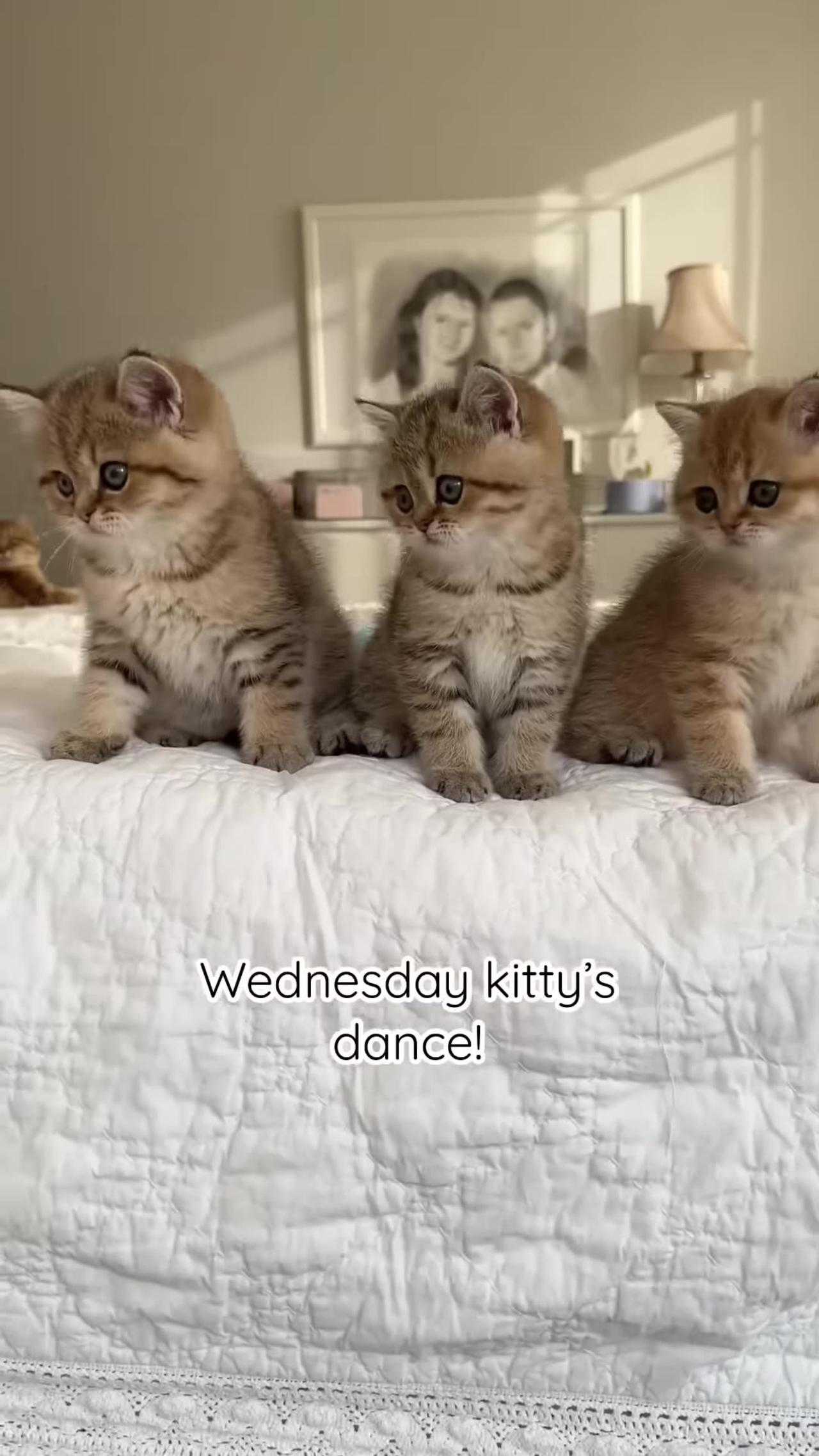 Kittens dancing - One News Page VIDEO
