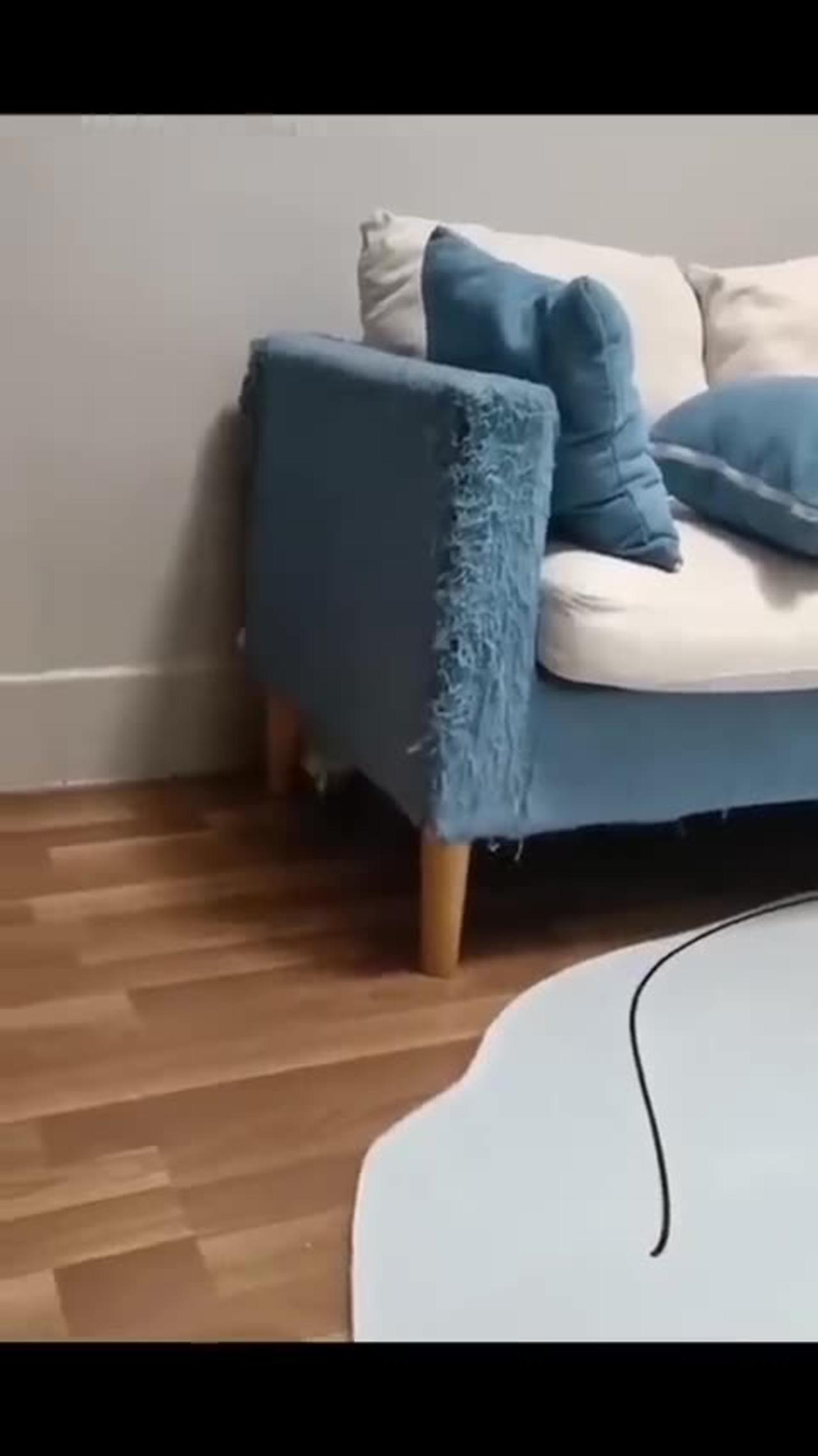 Adorable moments Cats Versus Dogs - One News Page VIDEO Adorable moments Cats Versus Dogs - One News Page VIDEO