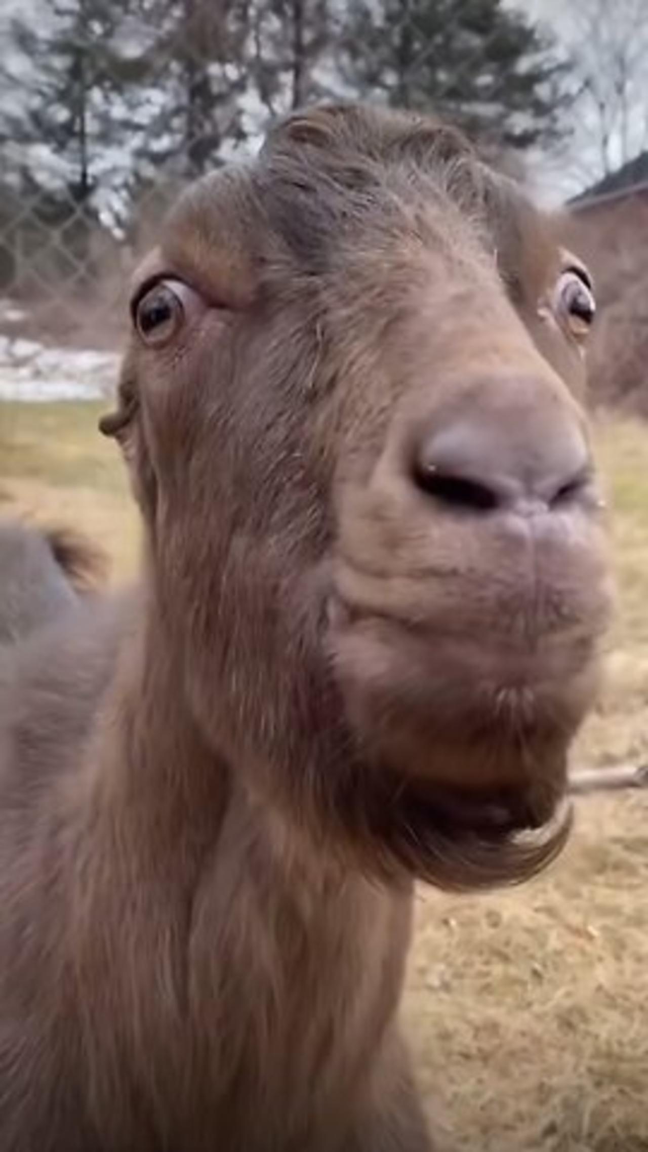 Funny goat - One News Page VIDEO